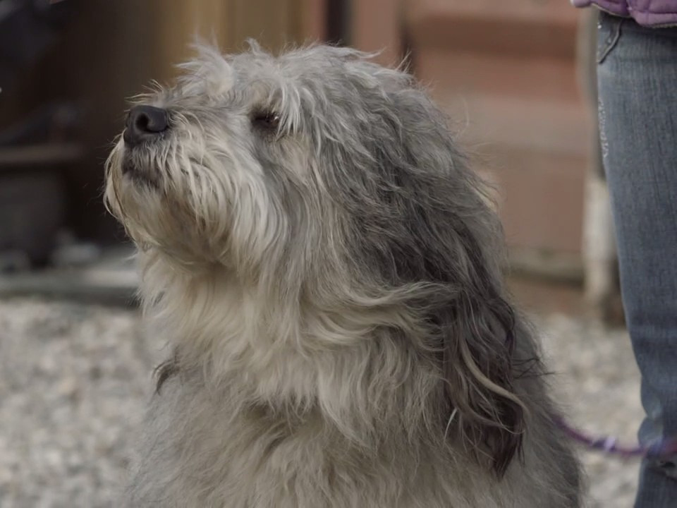 Prime Video: Annedroids Season 2