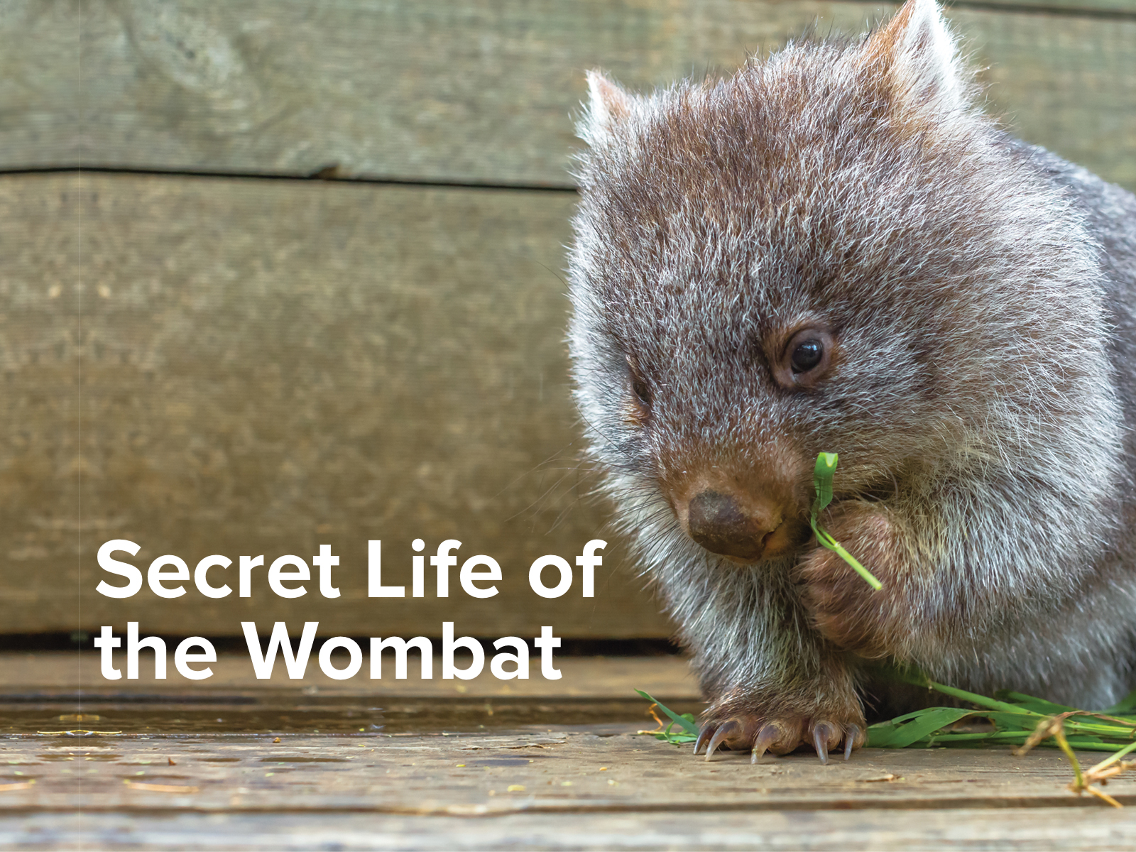 Prime Video: Secret Life of the Wombat