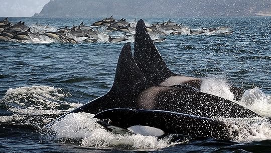 Prime Video: Killer Whales: The Mega Hunt - Season 1