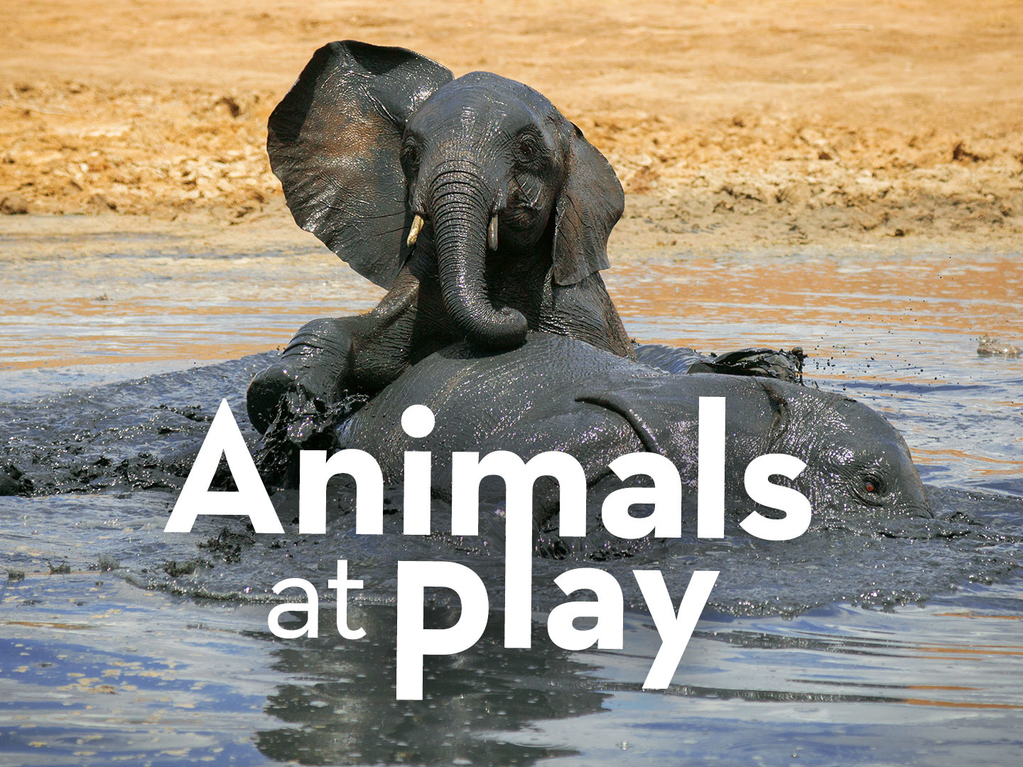 Prime Video: Animals at Play - Season 1