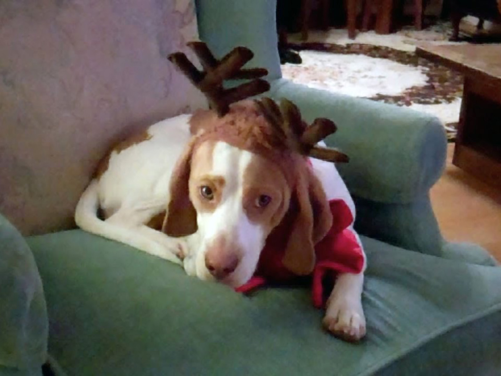 Prime Video: Maymo the Dog Christmas