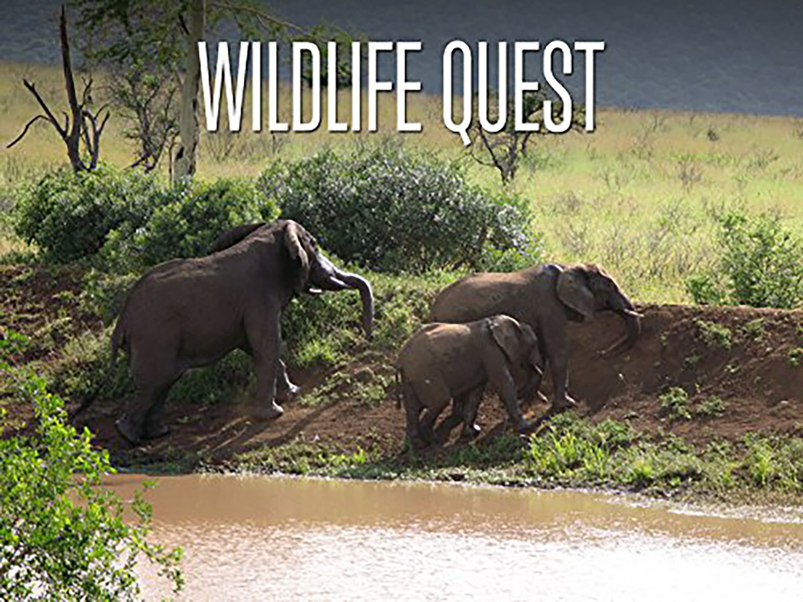 Prime Video: Wildlife Quest