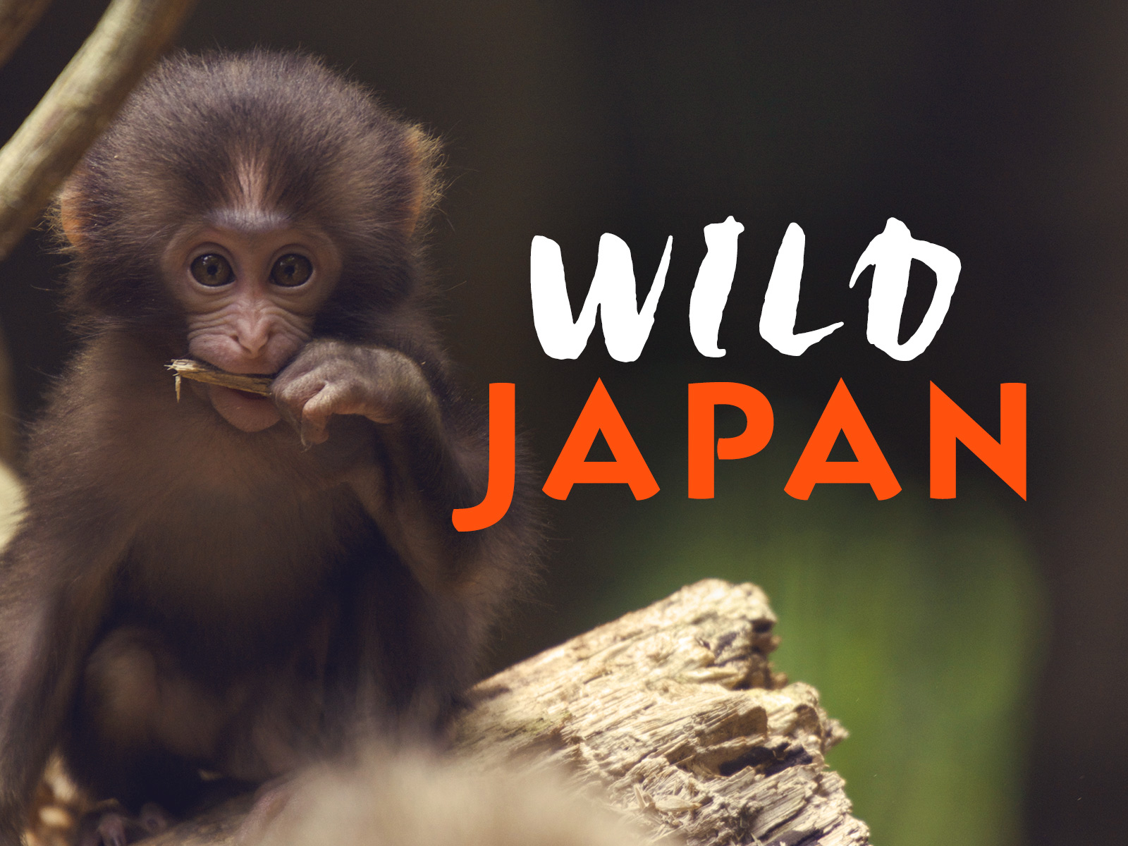 Prime Video: Wild Japan - Season 1