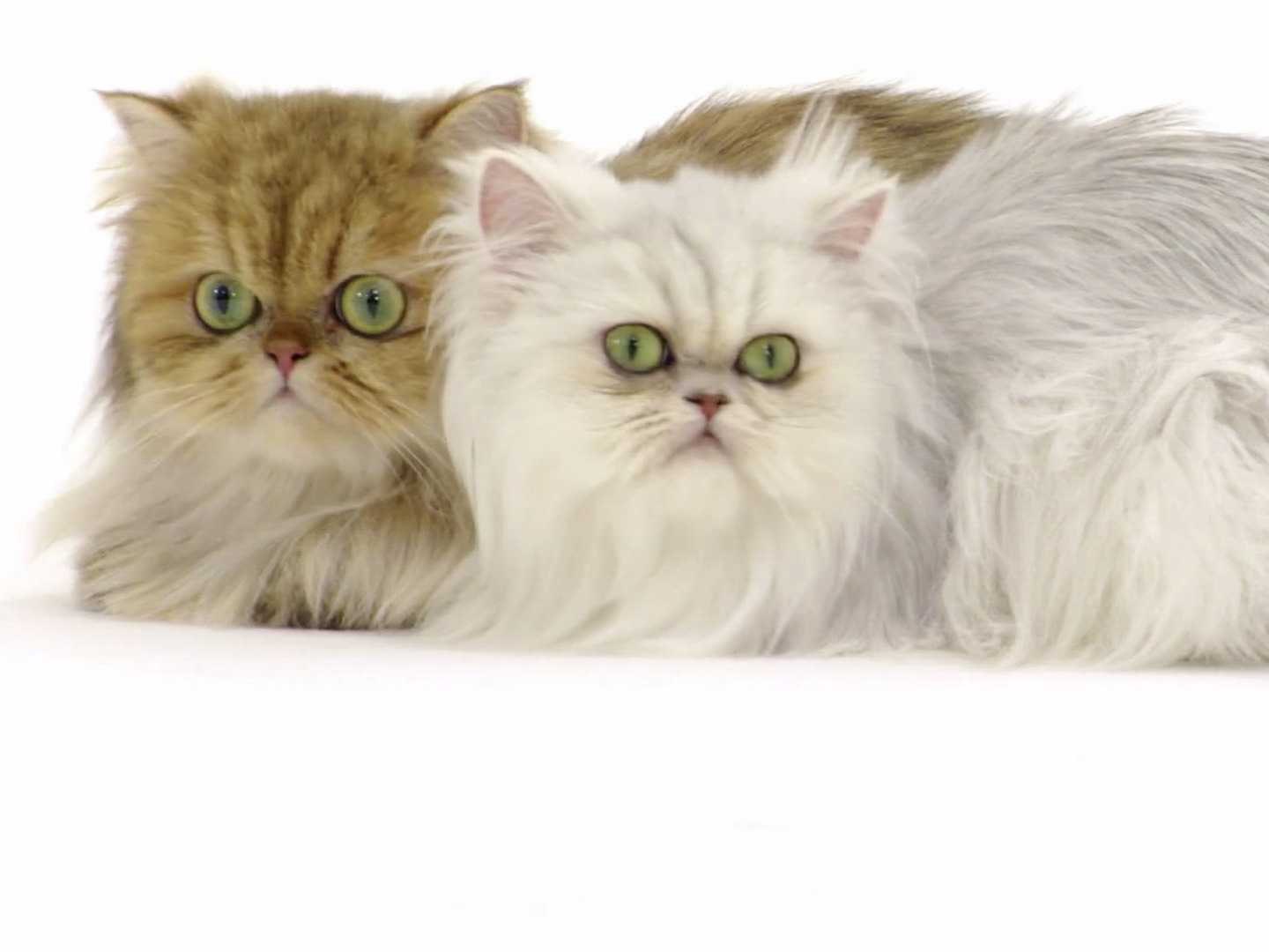 Prime Video: Cats 101 - Season 1