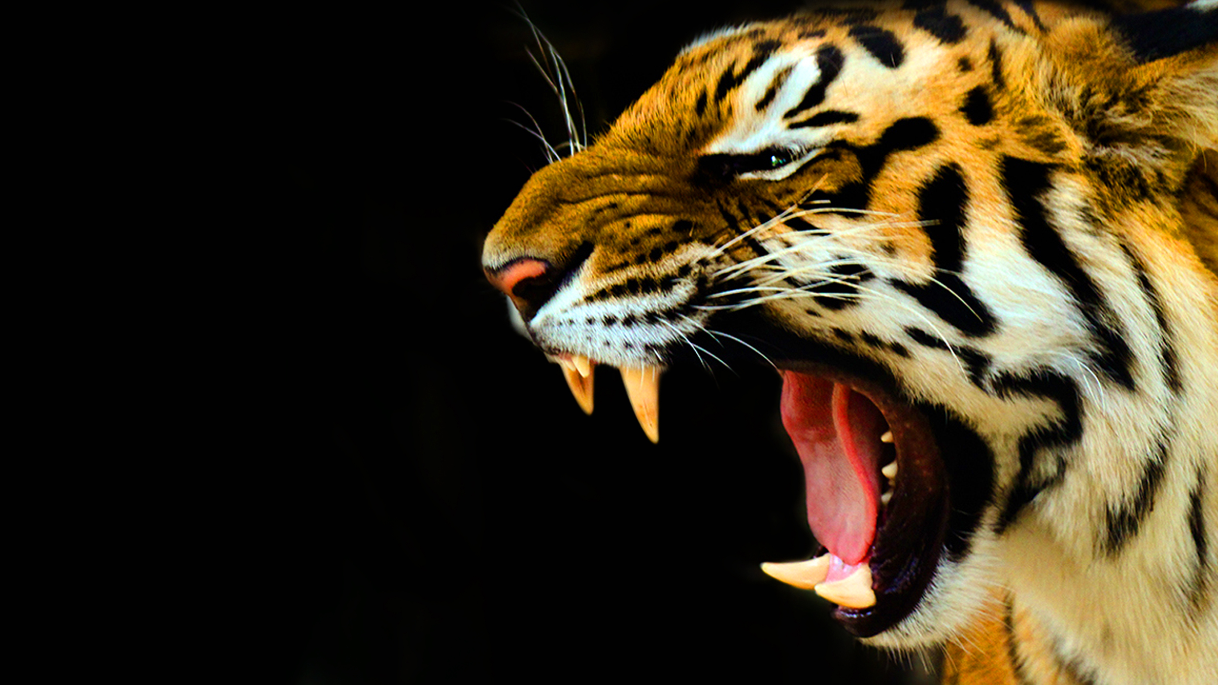 Tiger Side View Roar