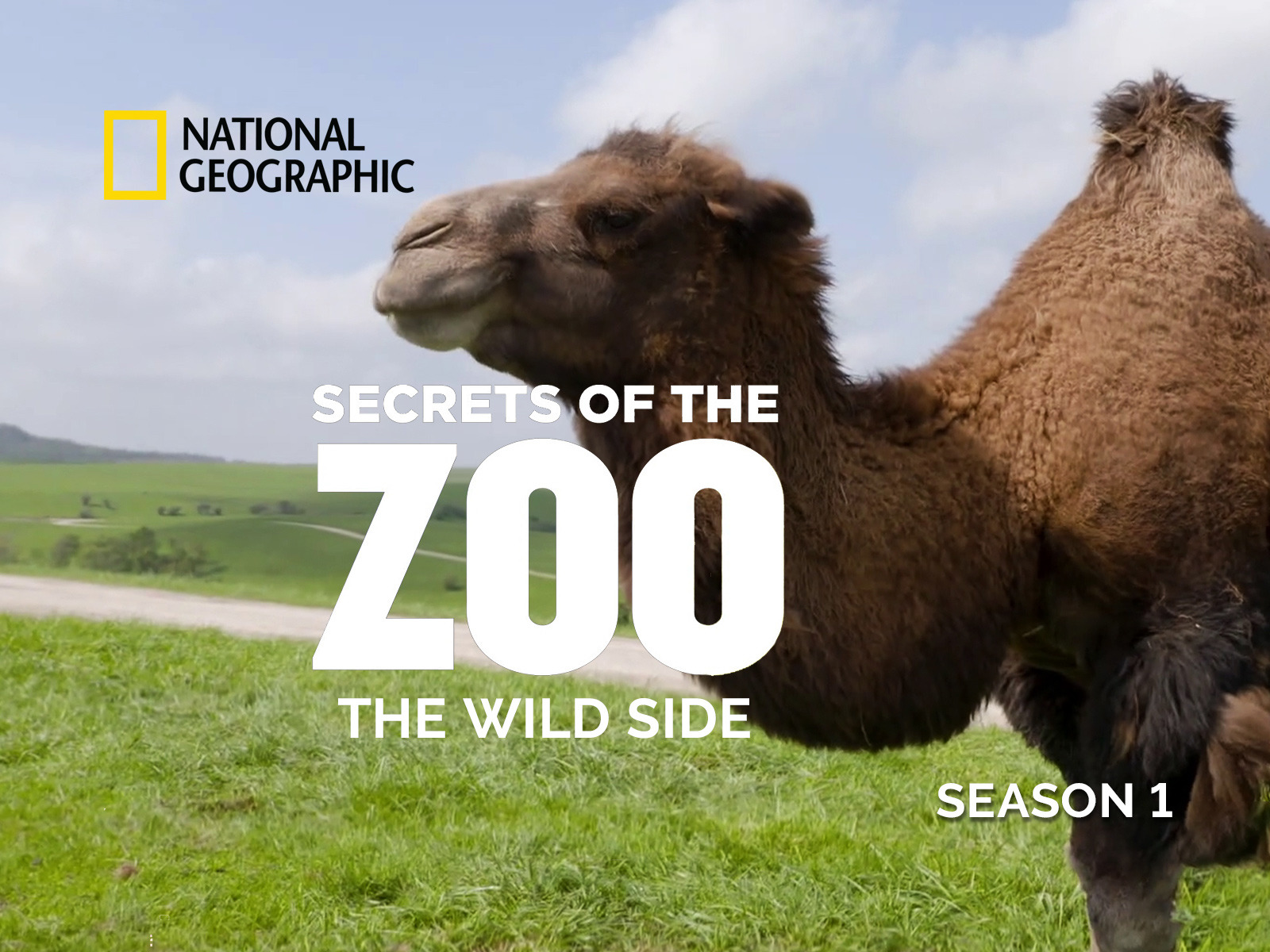 Prime Video: Secrets of the Zoo: The Wild Side - Season 1