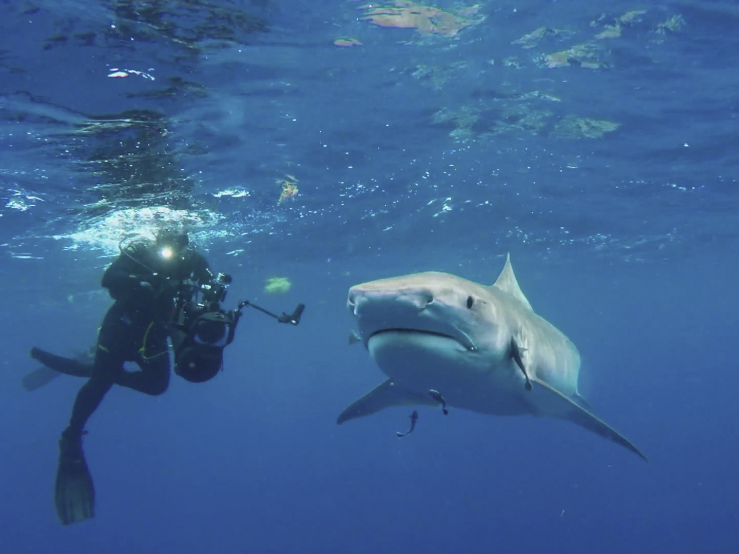 Prime Video: Shark Week - Season 2017