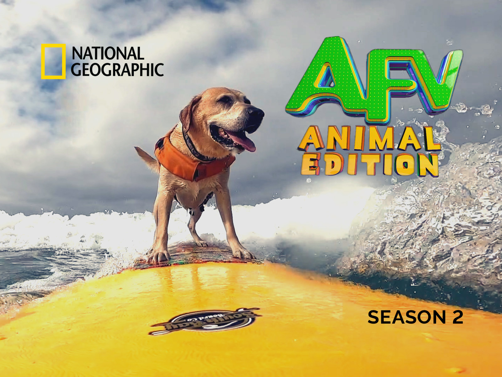 Prime Video: America's Funniest Home Videos: Animal Edition - Season 2
