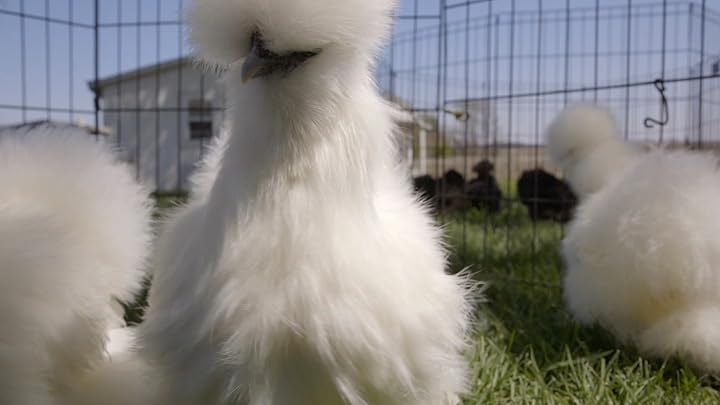 Prime Video: Chicken People