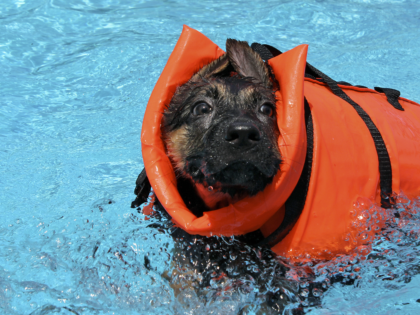 Prime Video: Too Cute! - Season 2