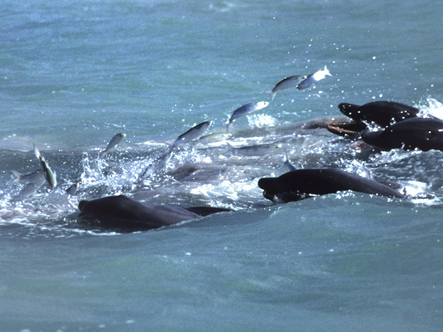 Prime Video: Blue Planet - Season 1