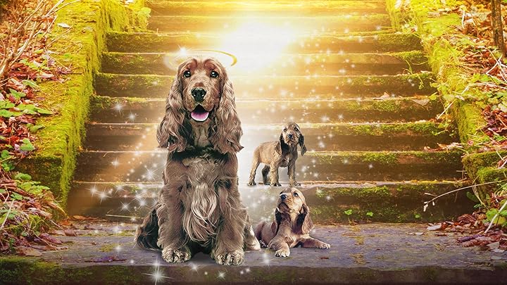 Watch Miracle Dogs Too | Prime Video