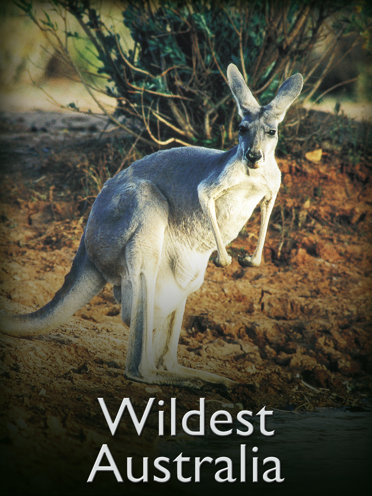 Prime Video: Wildest Australia