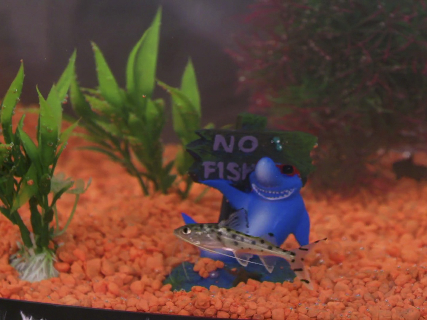 Prime Video: Tanked Jr. - Season 1