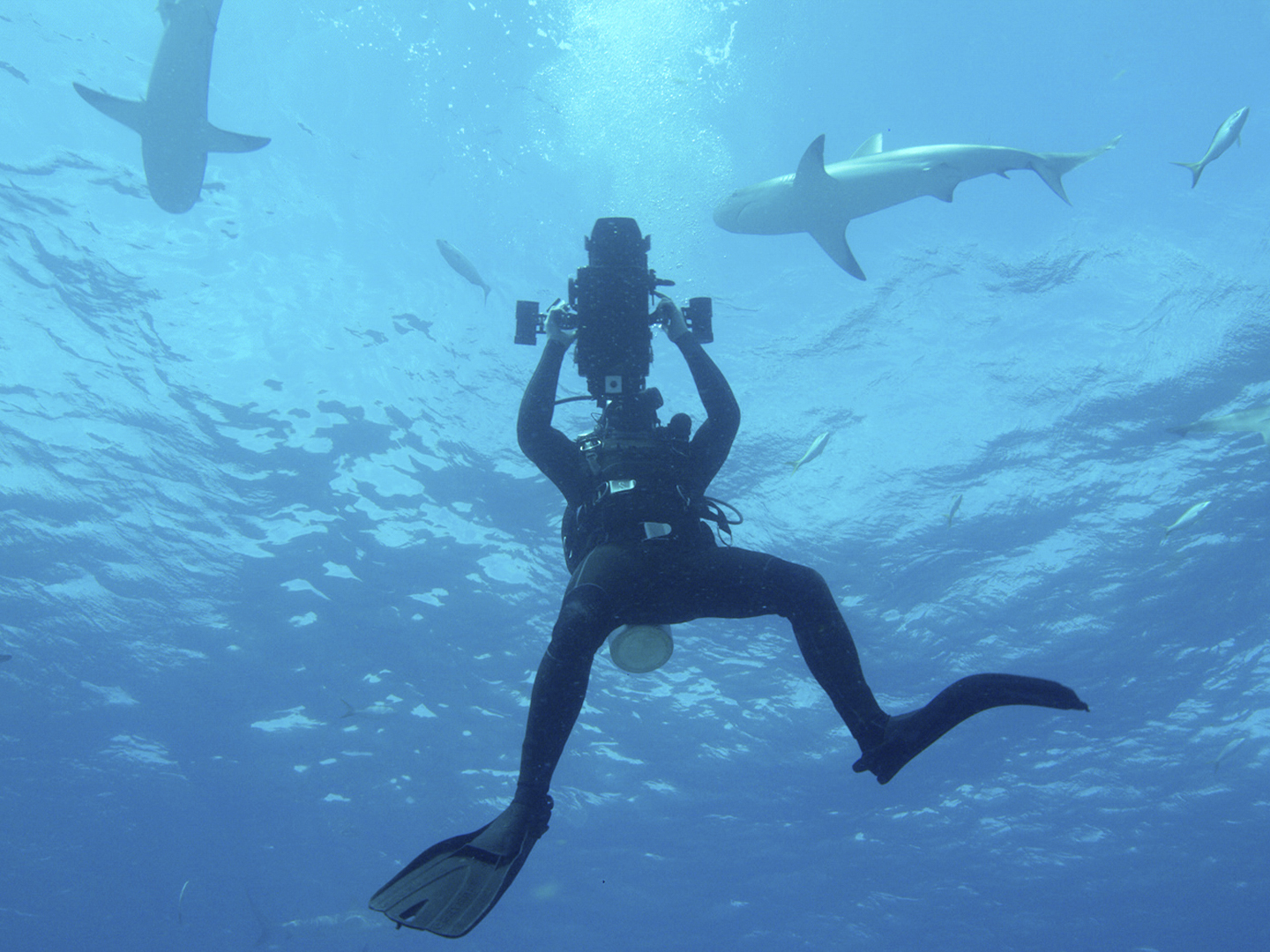 Prime Video: Shark Week - Season 2020