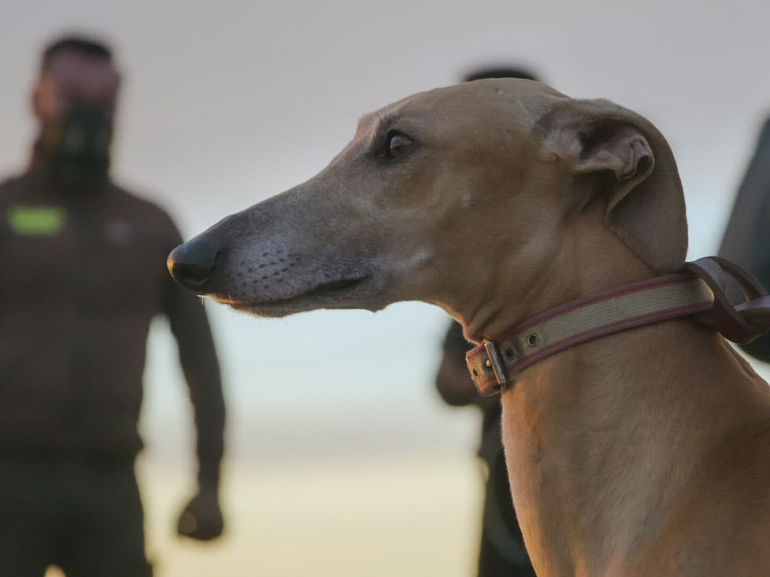 Prime Video: Animal Security: Spagna - Stagione 1