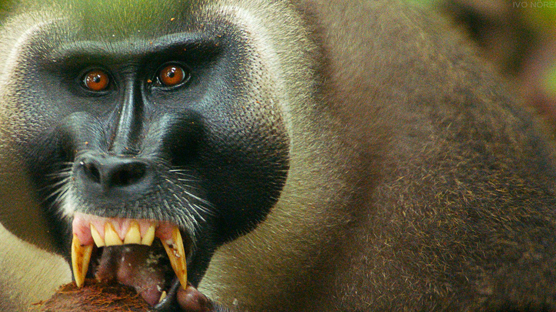 Prime Video: Monkeys of Bioko
