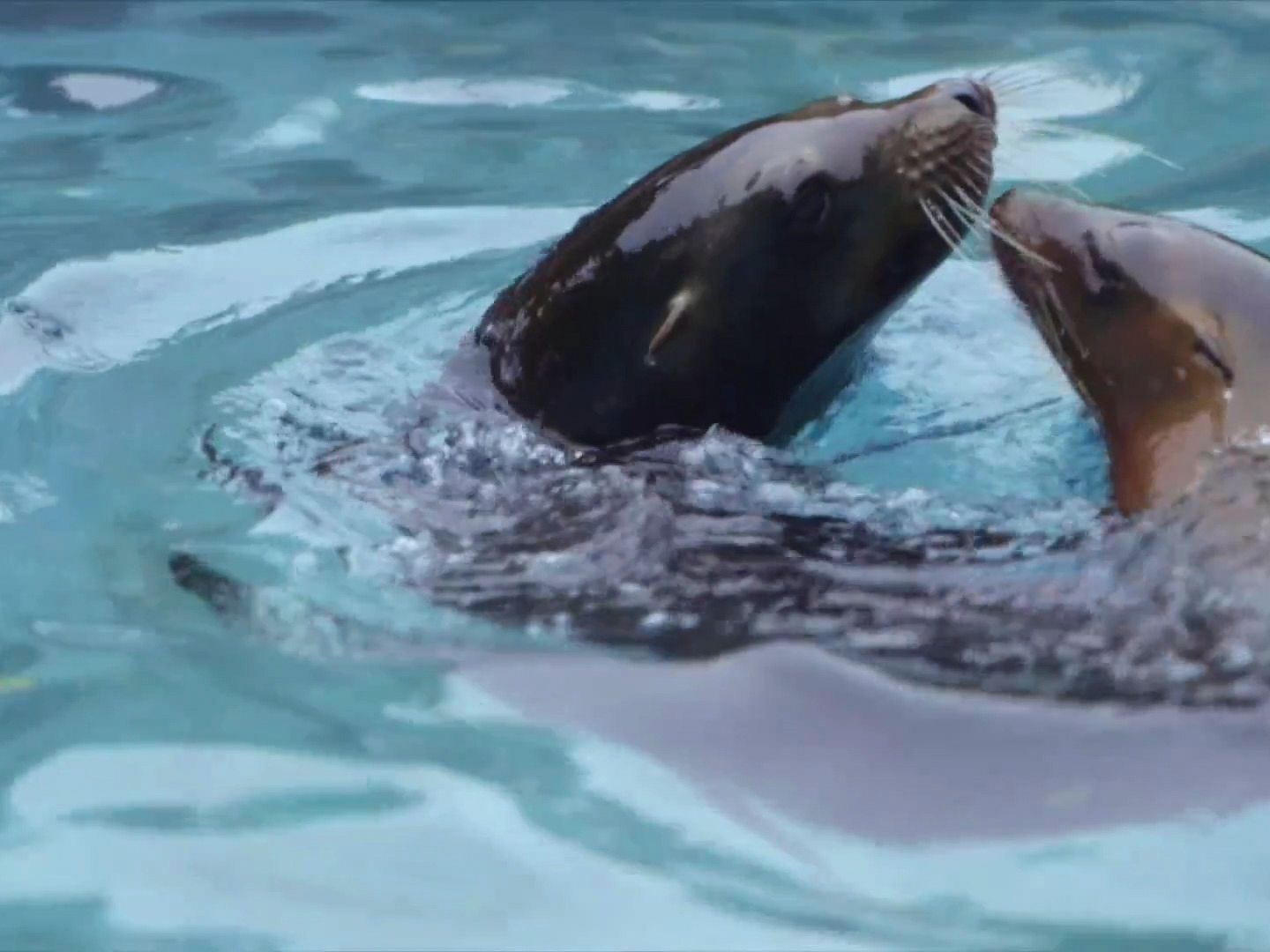 Prime Video: The Zoo - Season 3