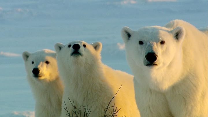 Watch Knut and Friends | Prime Video