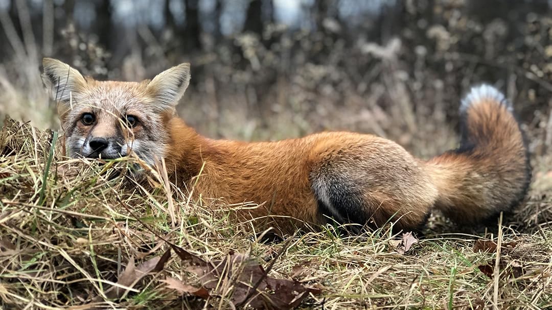 Prime Video: North American Trapper - Season 3