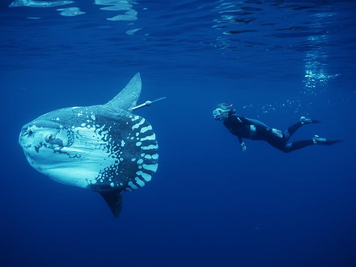 Prime Video: Ocean Stories