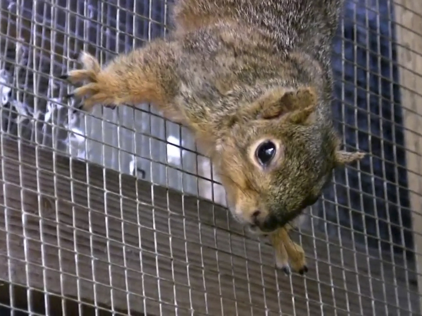 Prime Video: Wild Jobs - Season 1