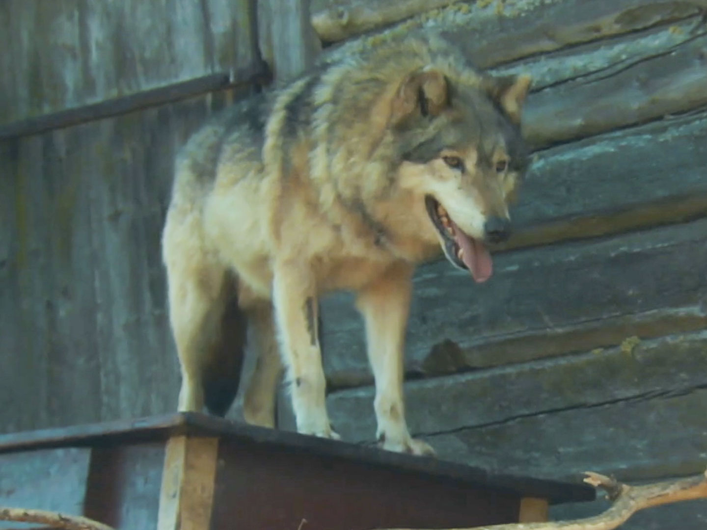 Prime Video: Zoltan the Wolfman - Season 1