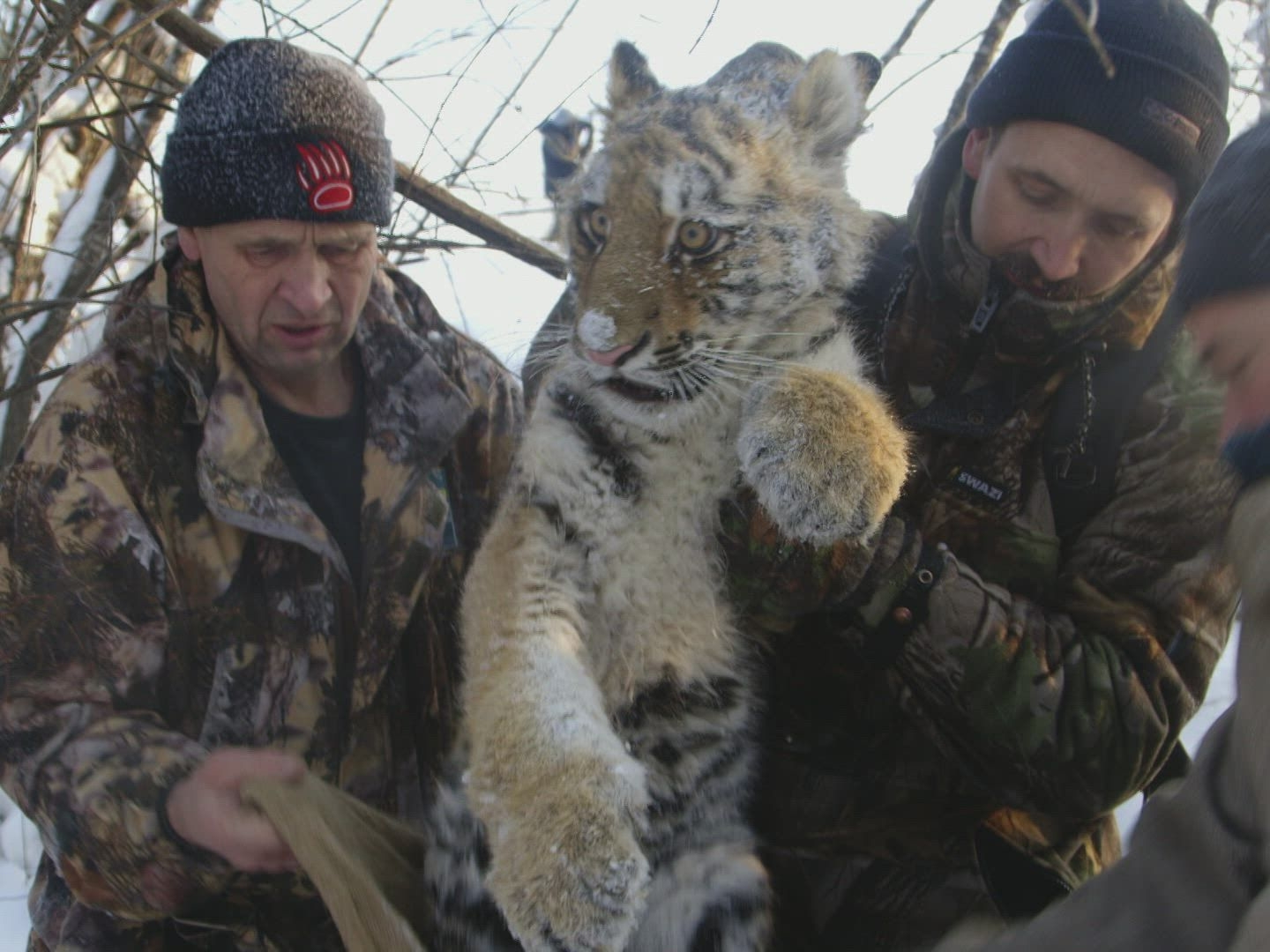 Prime Video: Operation Snow Tiger - Season 1