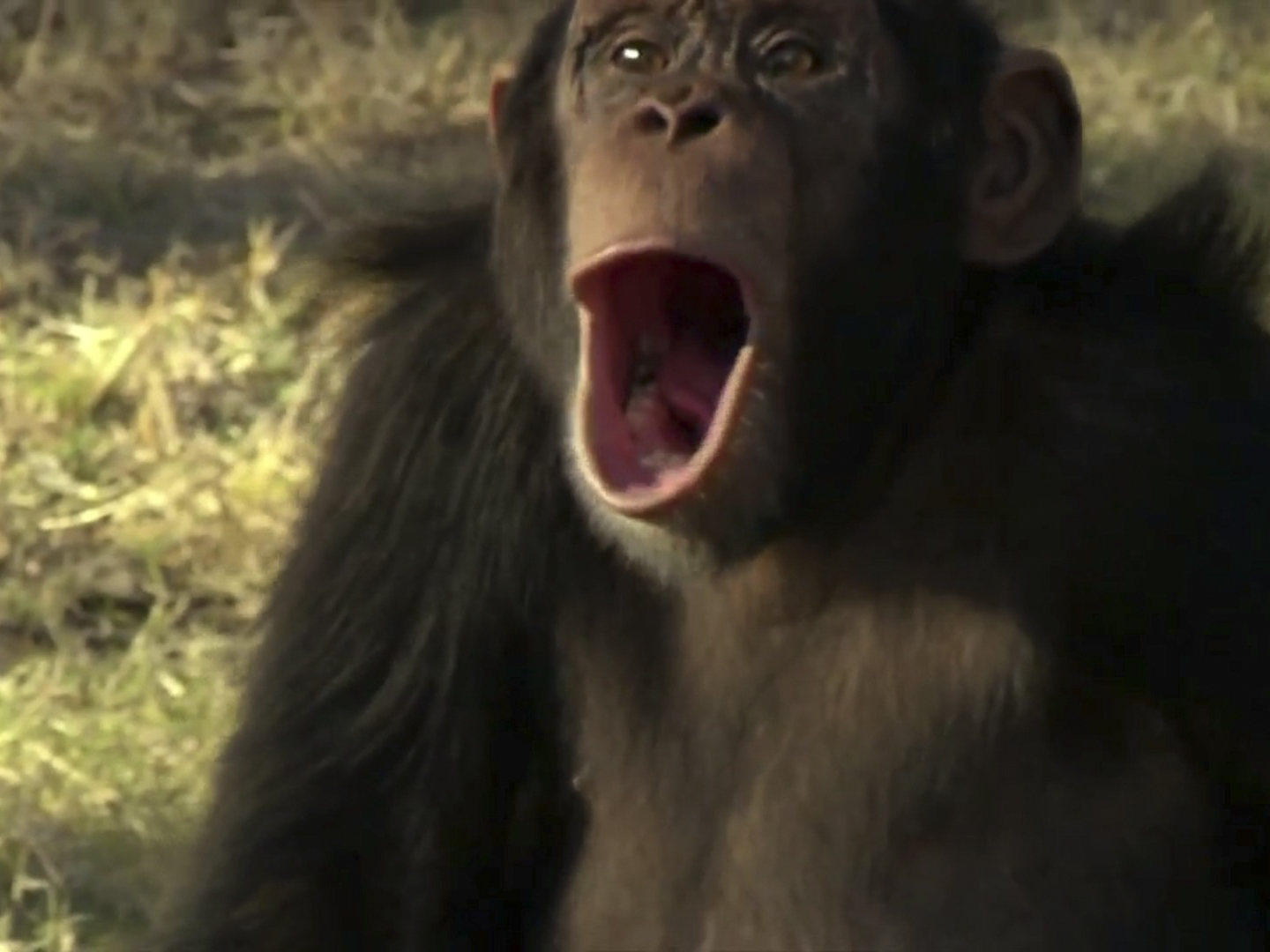 Prime Video: Escape to Chimp Eden - Season 1