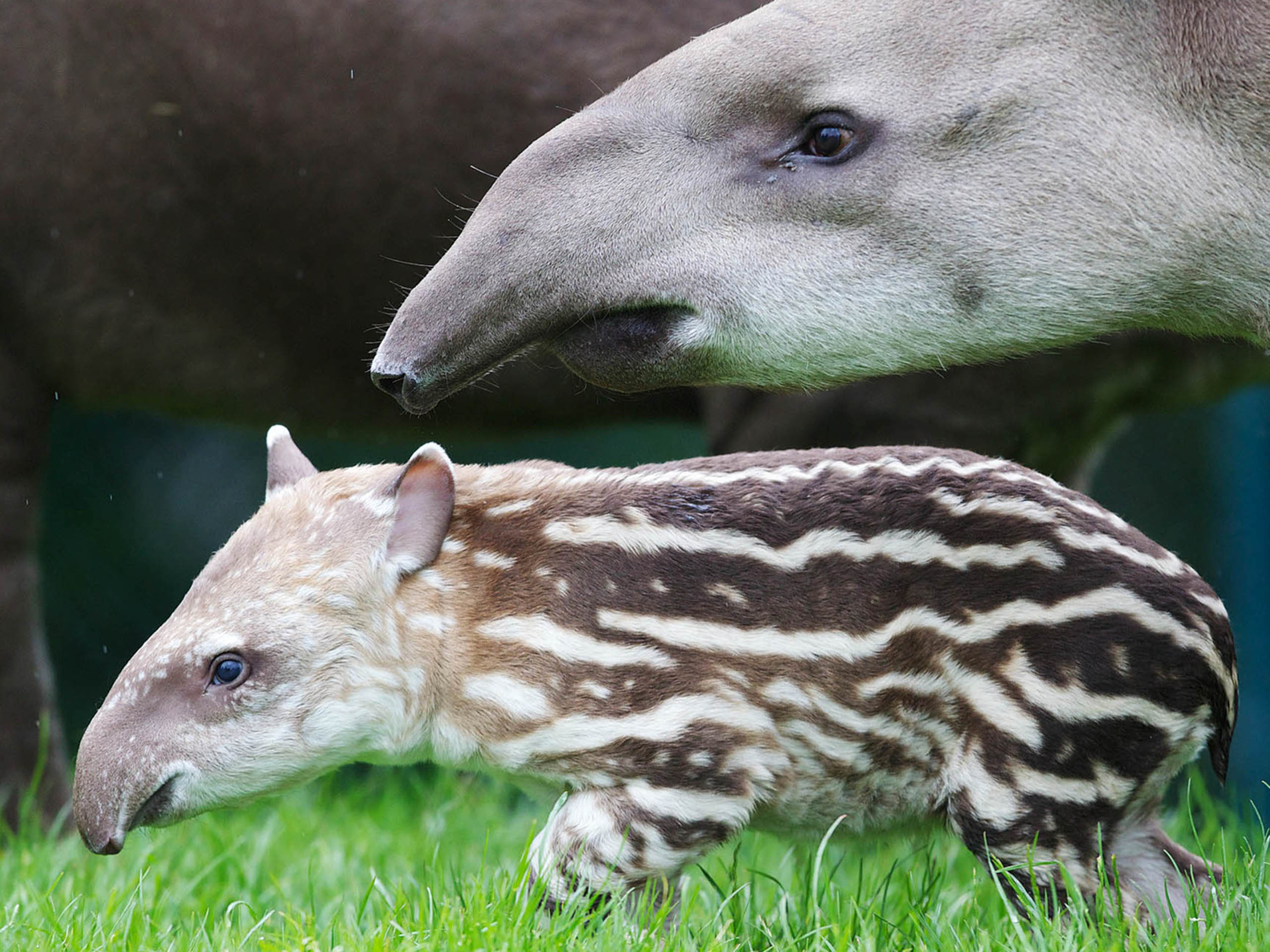 Prime Video: Lo zoo del Bronx - Stagione 4