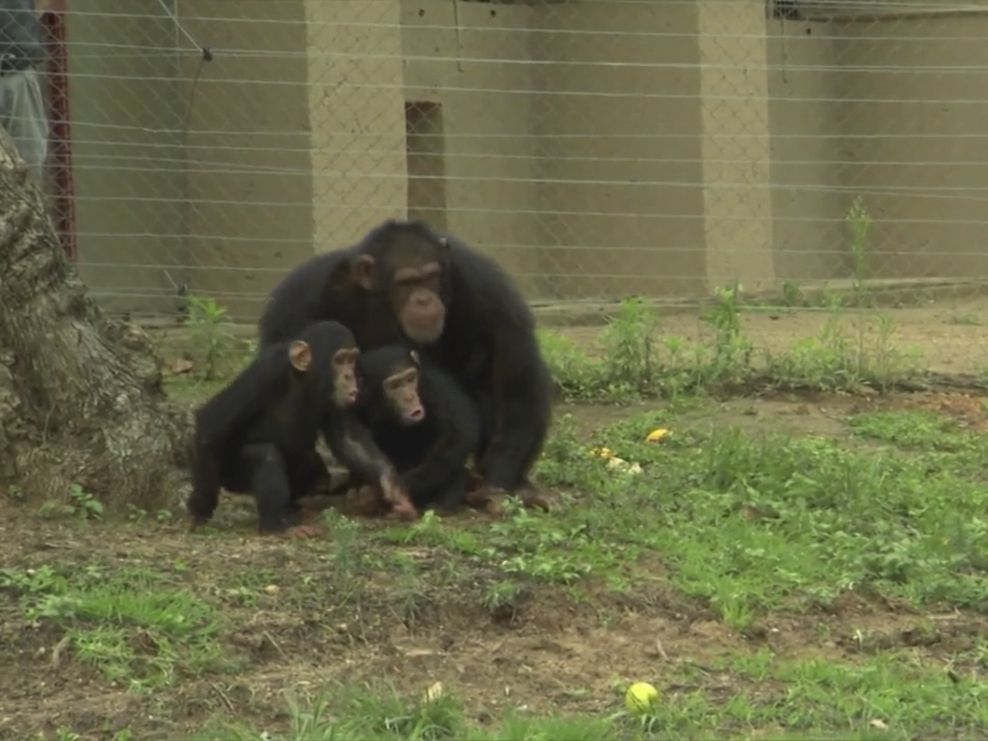 Prime Video: Escape to Chimp Eden - Season 1