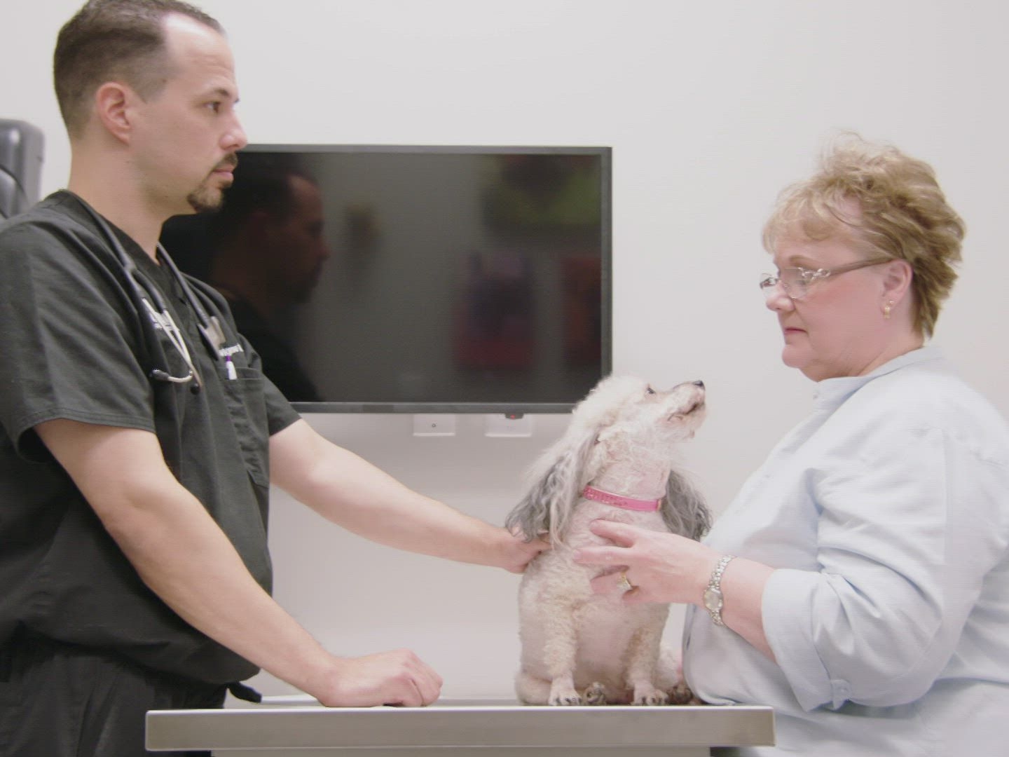 Prime Video: The Vet Life - Season 1