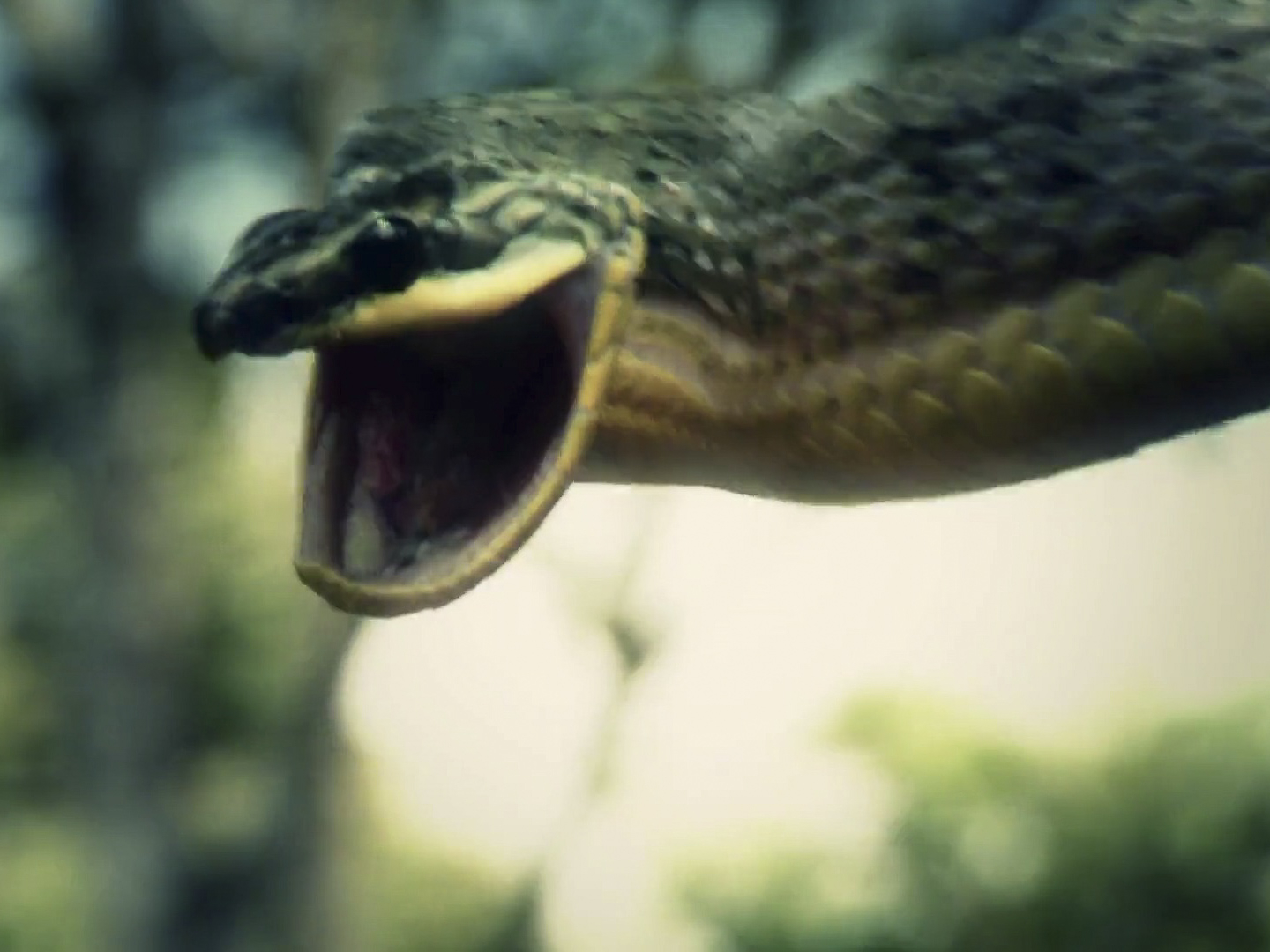 Prime Video: Swamp Wars - Season 3