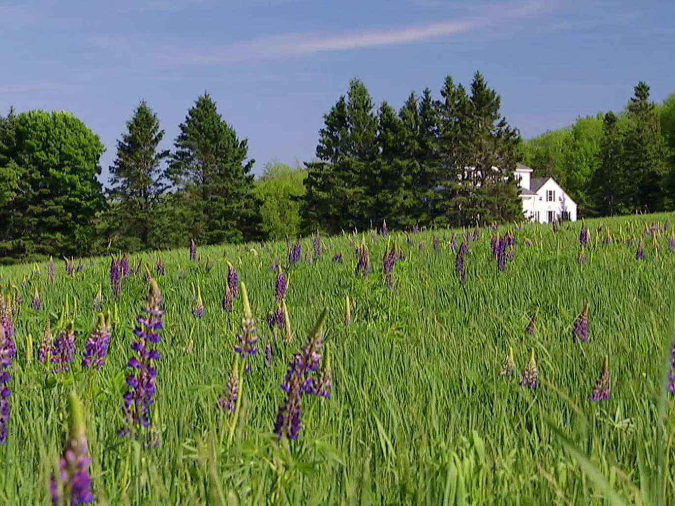 Prime Video: Island Life - Season 1