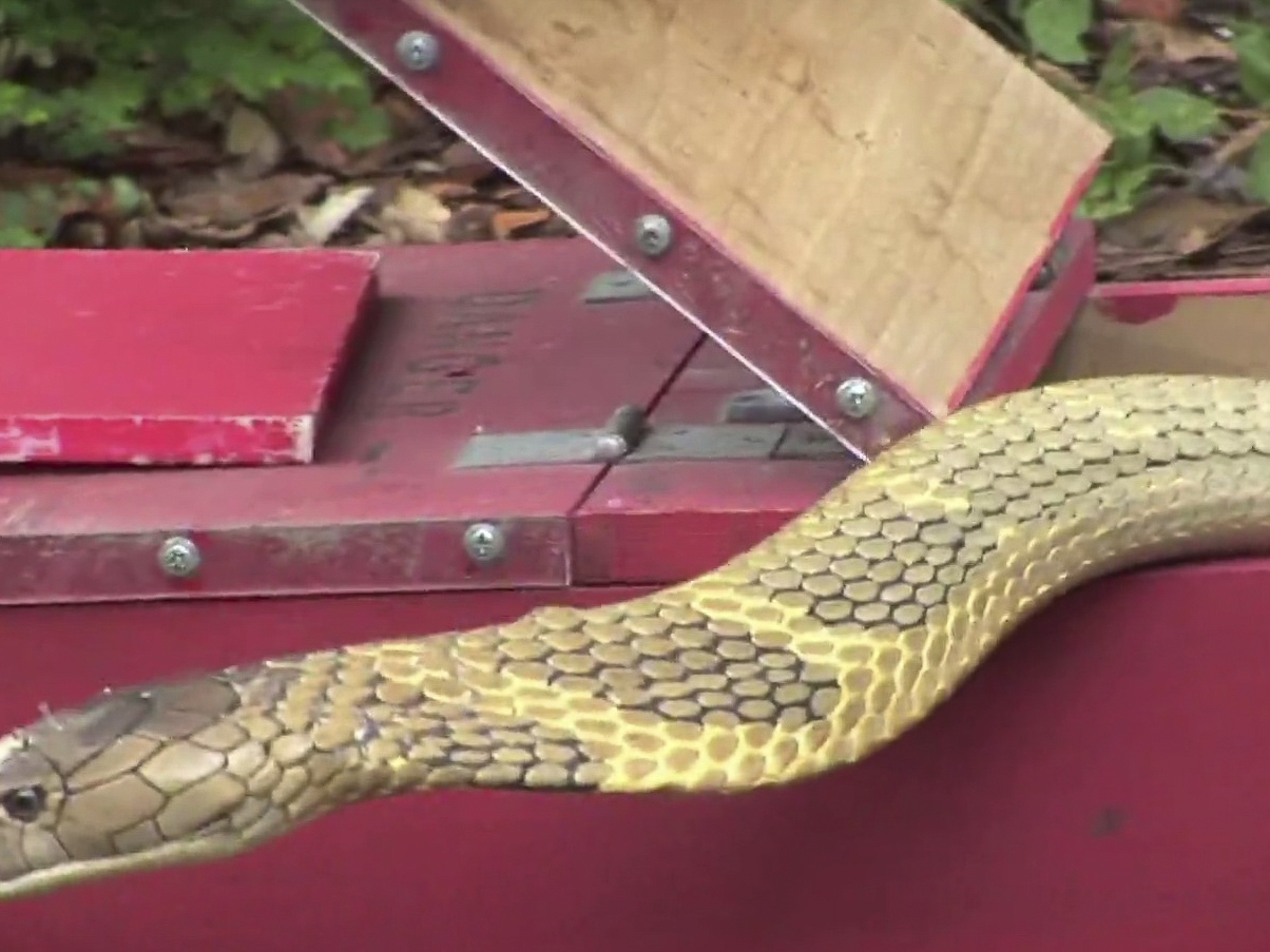 Prime Video: Swamp Wars - Season 1