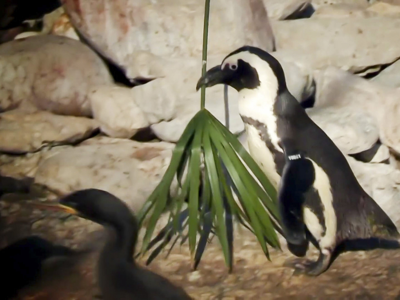 Prime Video: Meet The Penguins - Season 1