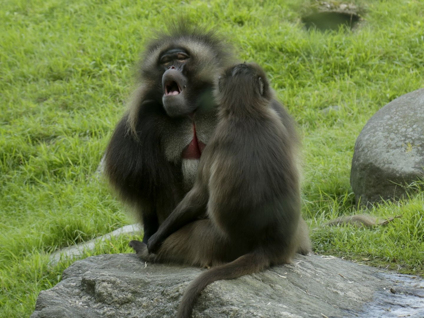 Prime Video: The Zoo - Season 3