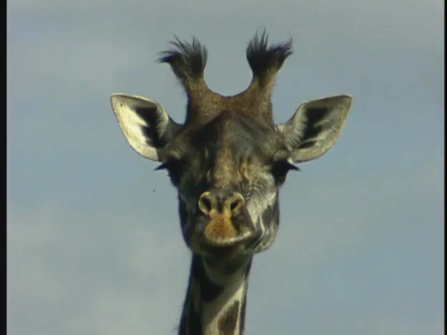 Prime Video: The Jeff Corwin Experience - Season 2