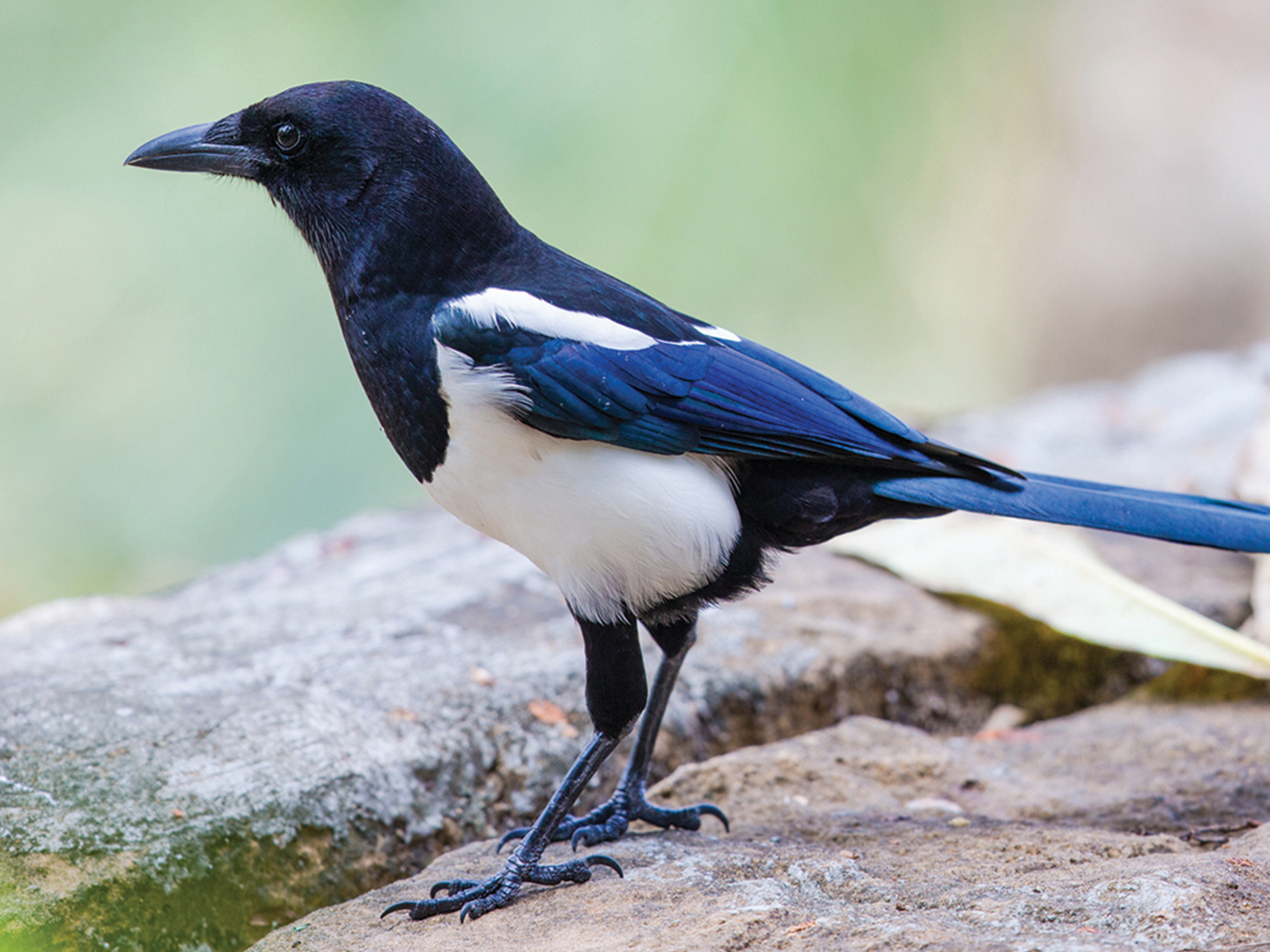 Prime Video: The National Geographic Guide to Birding in North America