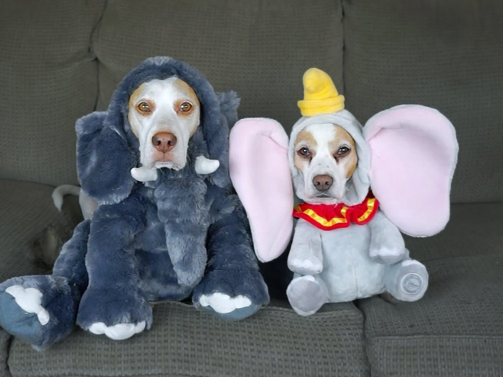 Prime Video: Halloween Maymo: Dogs in Costumes