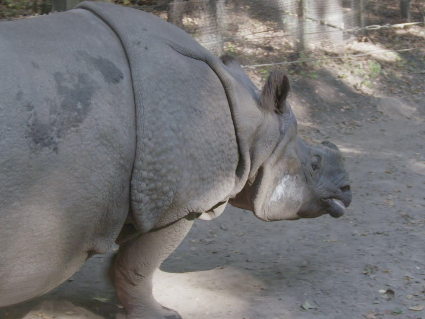 Prime Video: The Zoo - Season 4