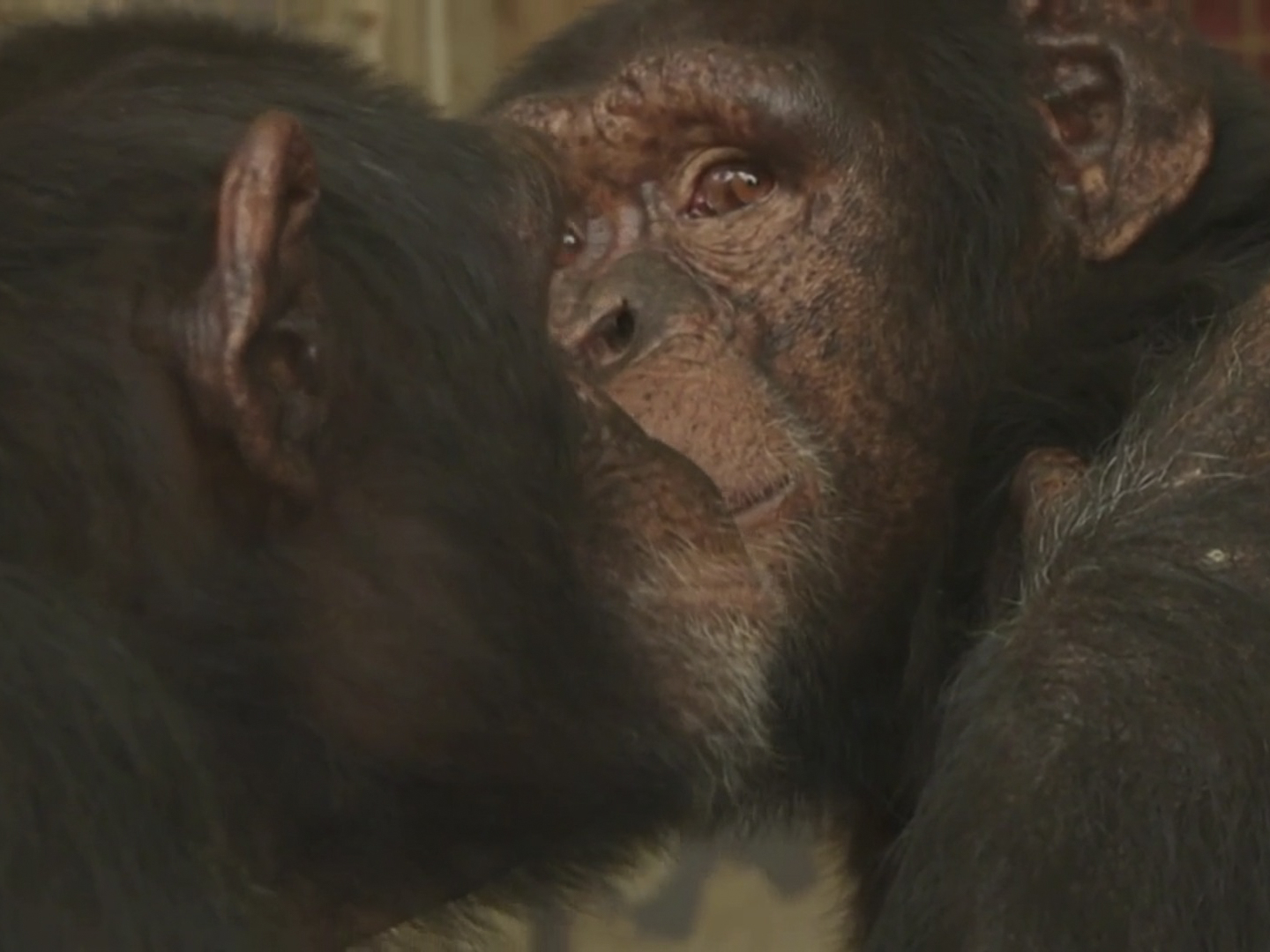 Prime Video: Escape to Chimp Eden - Season 2