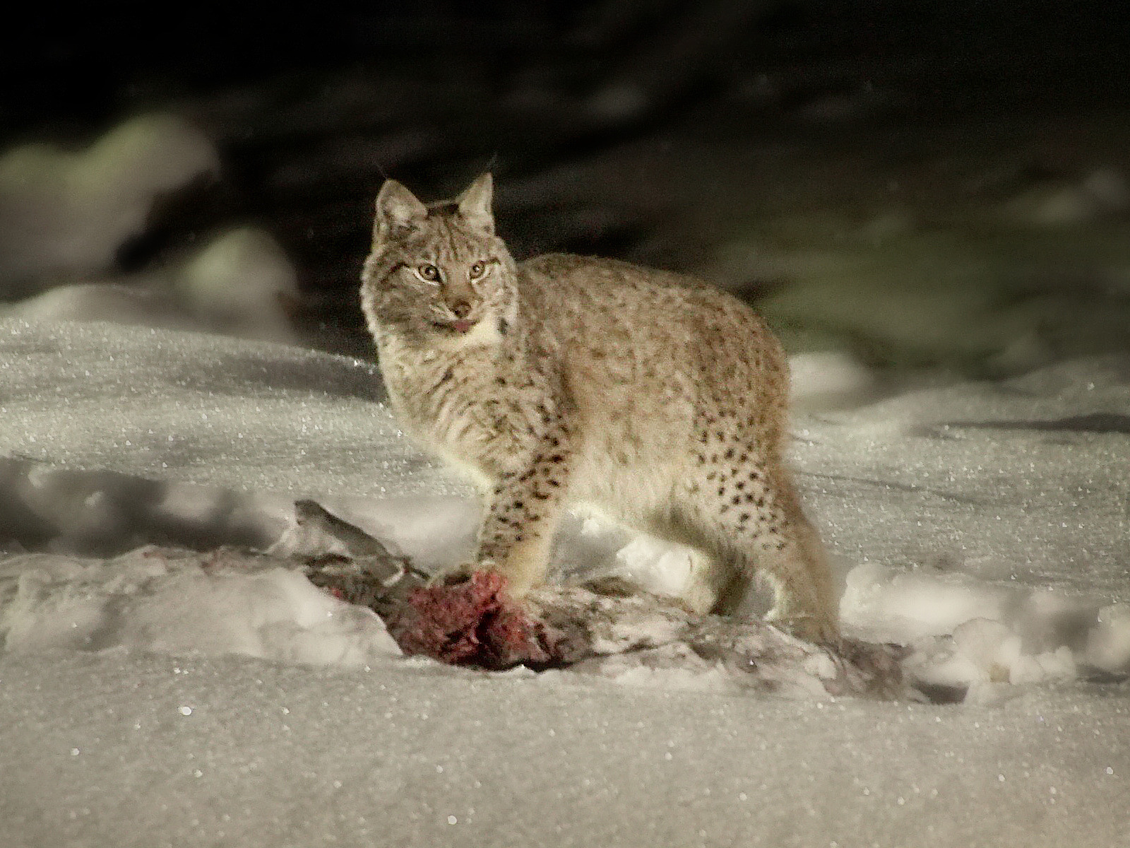 Prime Video: Rewilding