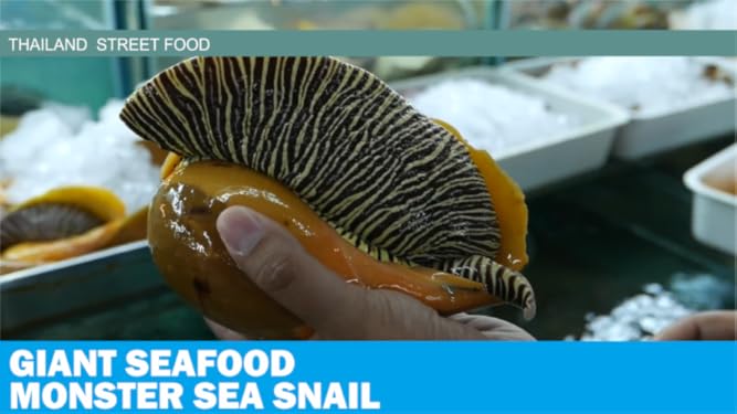 Giant Sea Snail