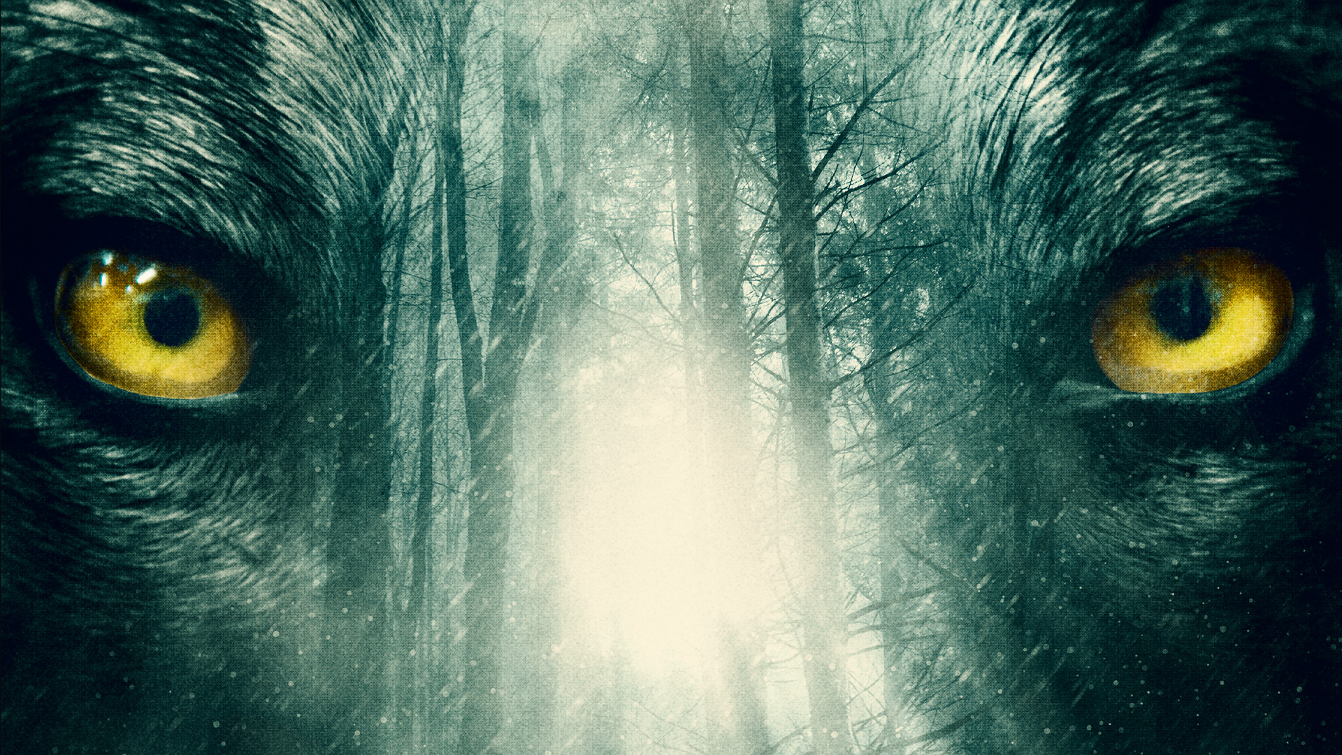 Prime Video: Wild Country