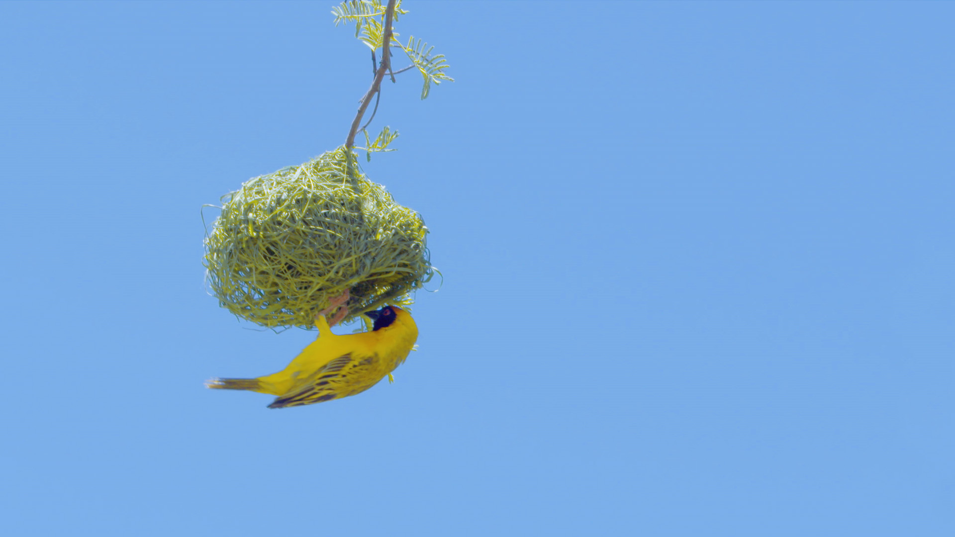 Prime Video: Wild Workers - Season 1