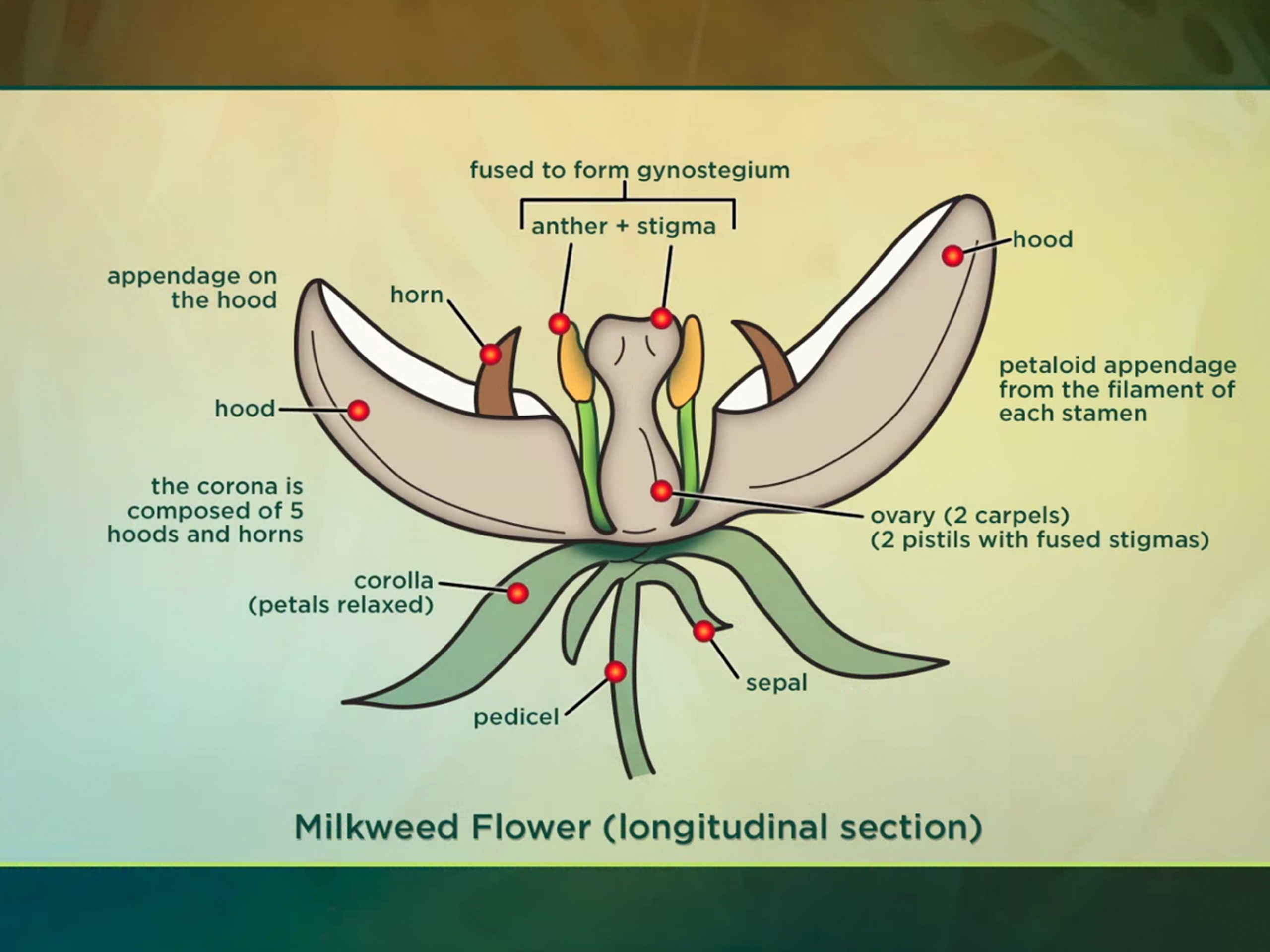 Prime Video: The Botanist's Eye: Identifying the Plants around You