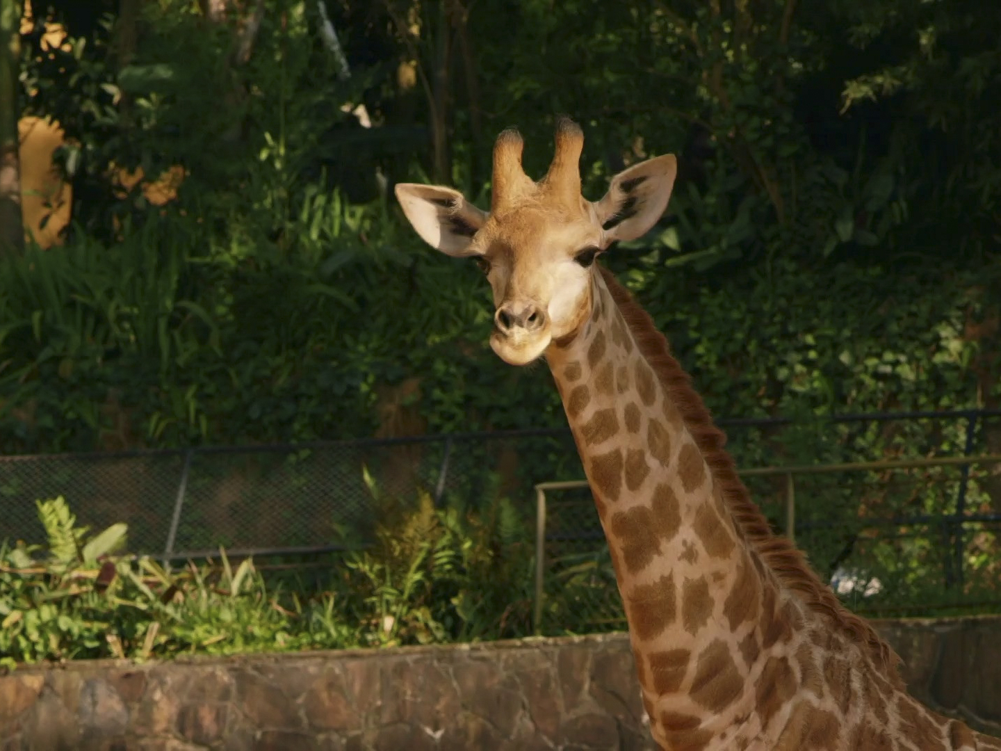 Prime Video: Zu & Her Zoo - Season 1