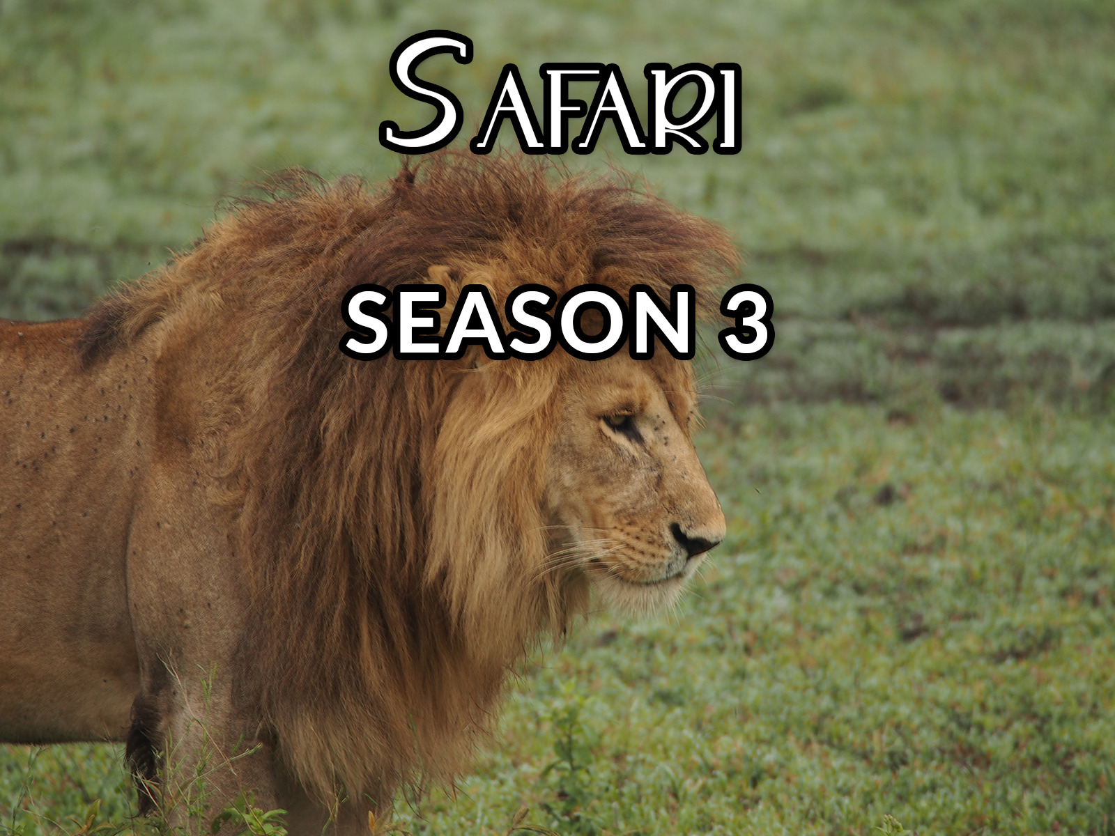 Prime Video: Safari