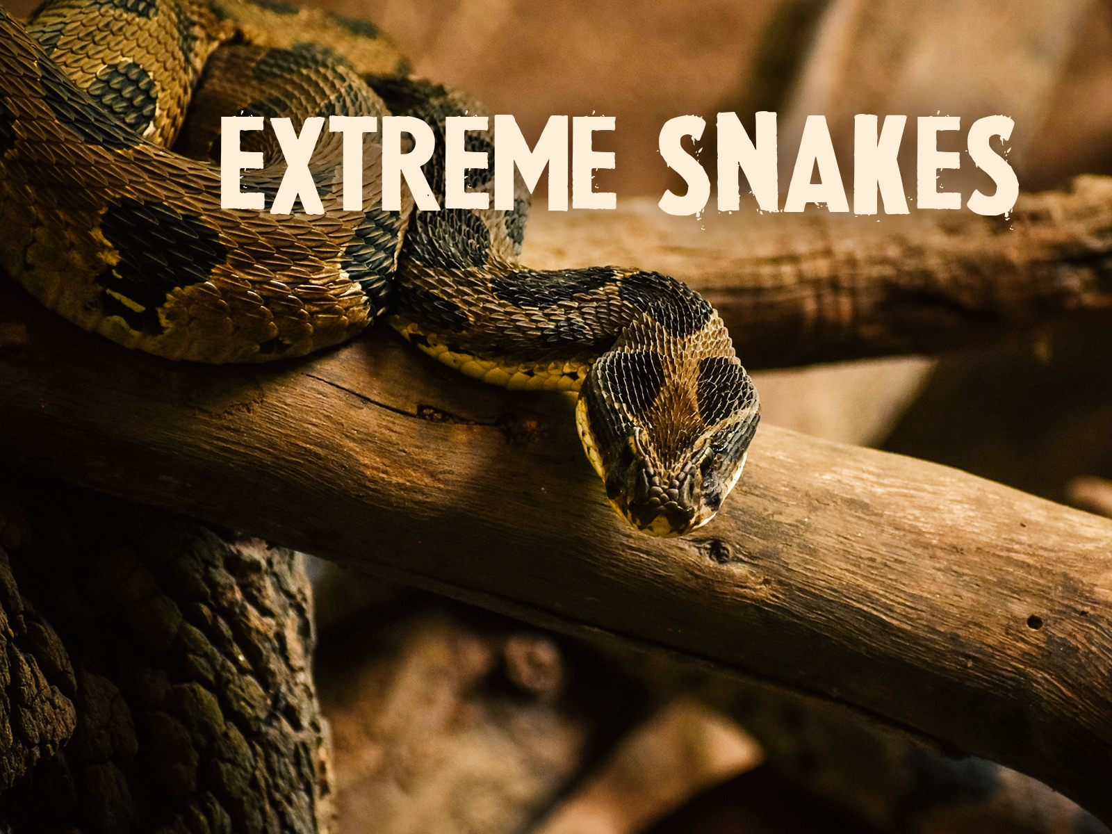 Prime Video: Extreme Snakes - Season 1